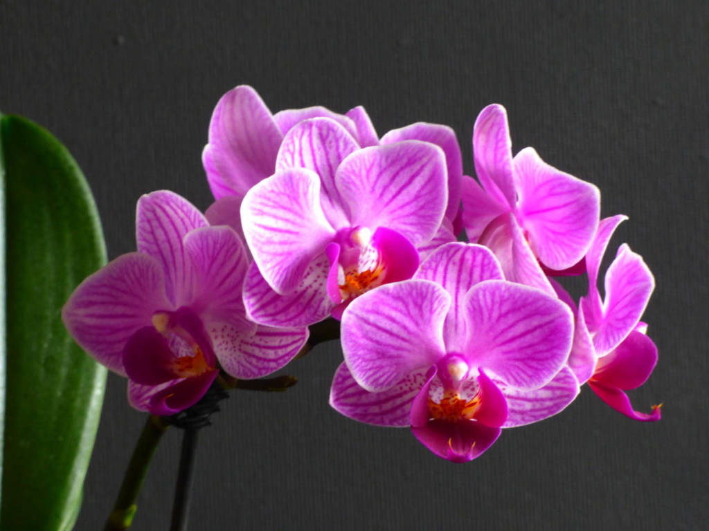 Orchideengattungen / Orchideenarten Info