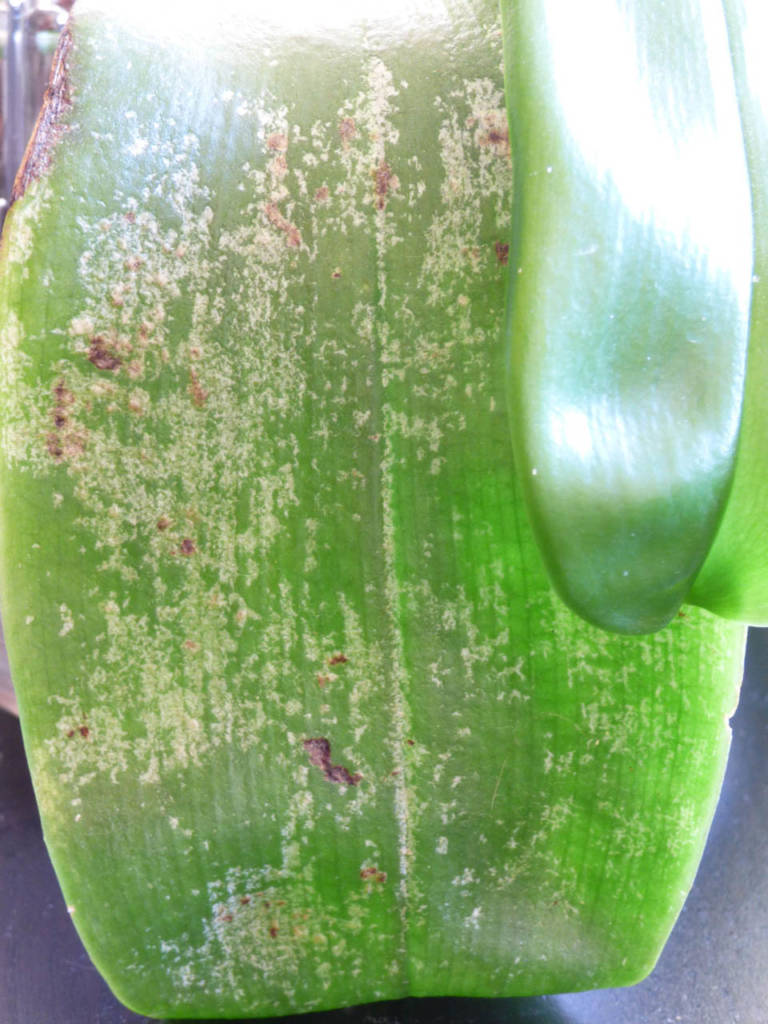 Spinnmilben / Rote Spinne an der Orchidee